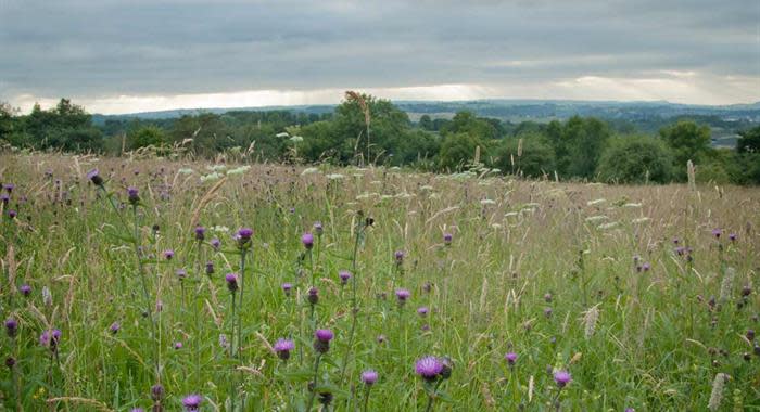 Rod Wood Nature Reserve