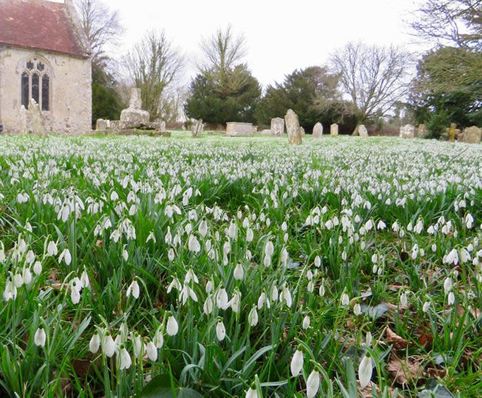Snow Drop Weekend @ Damerham Church - Visit the New Forest