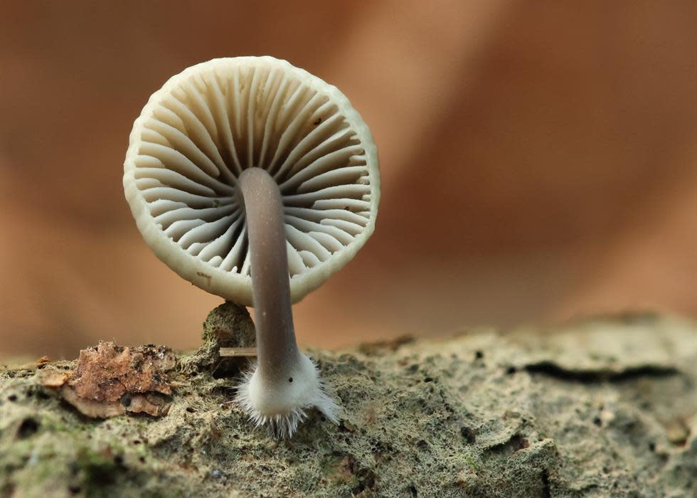Fungi Explorer Walk - Visit the New Forest