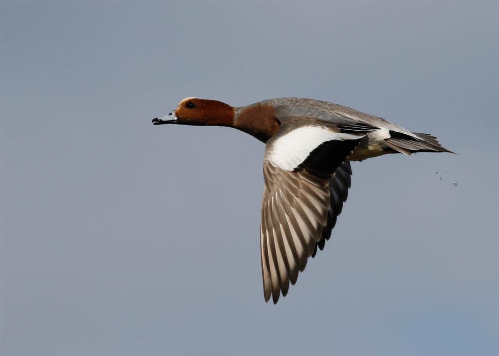 Wildfowl ID Masterclass - Visit the New Forest