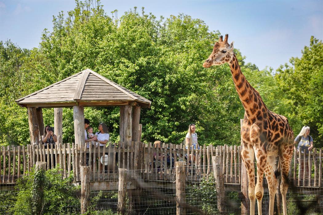 Marwell Zoo - Visit the New Forest