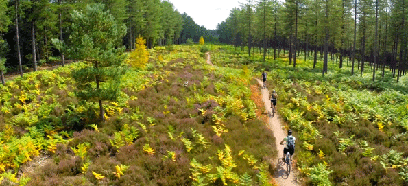 Moors Valley Country Park and Forest - Visit the New Forest