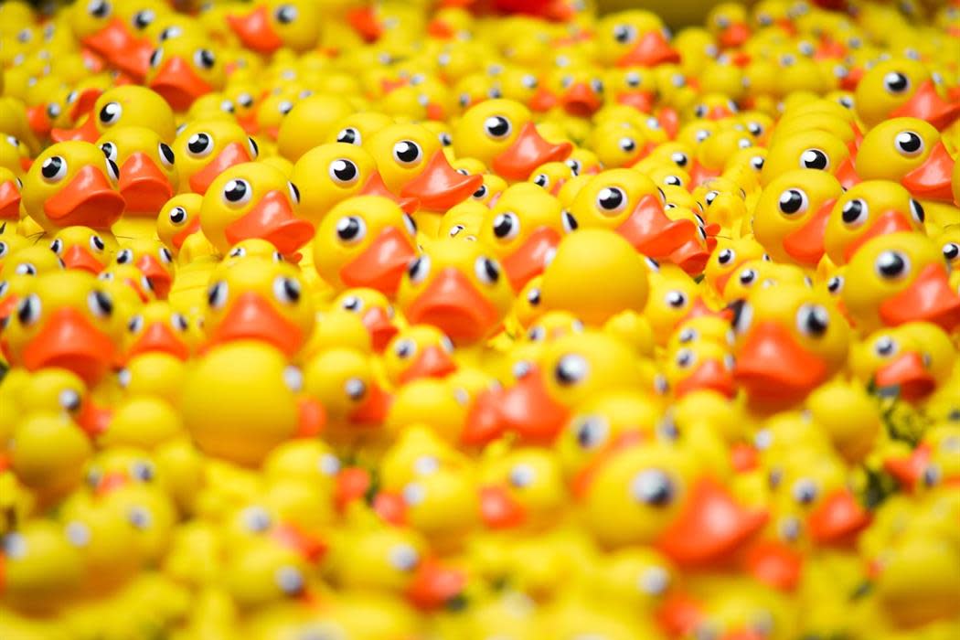 Damerham Duck Race - Visit the New Forest
