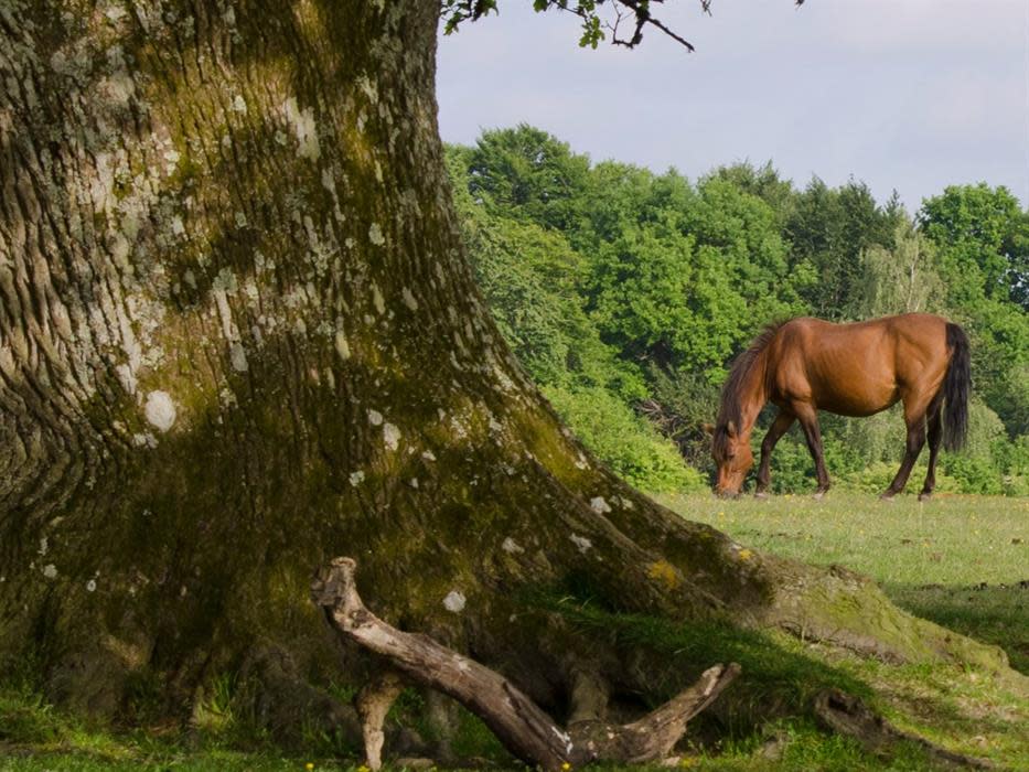New Forest Awakening Festival - Visit the New Forest