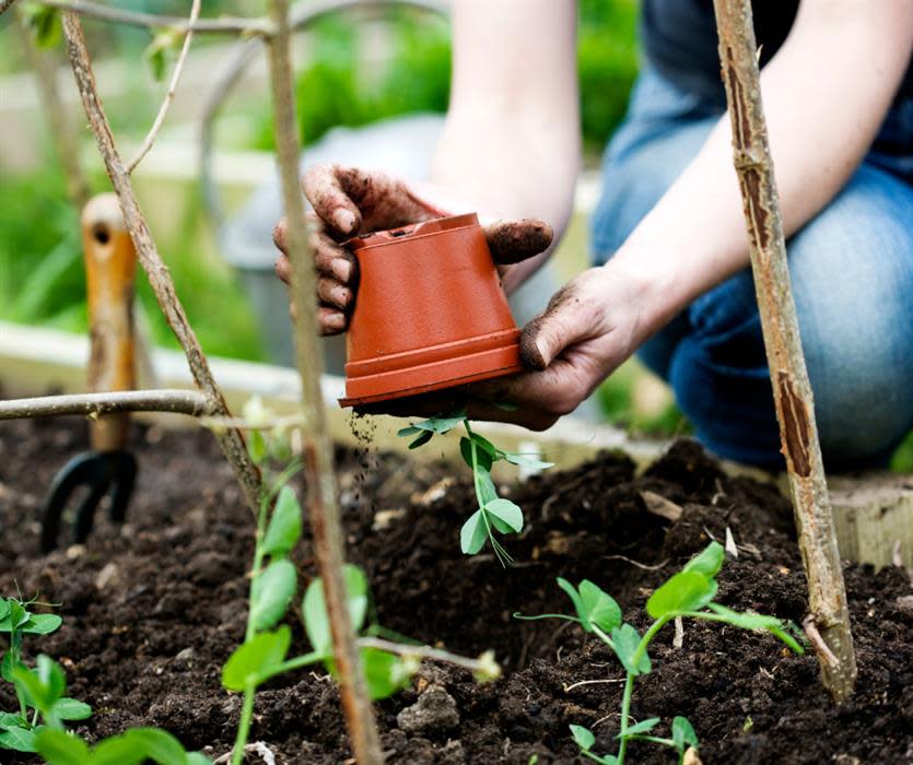 Planning and Planting Out