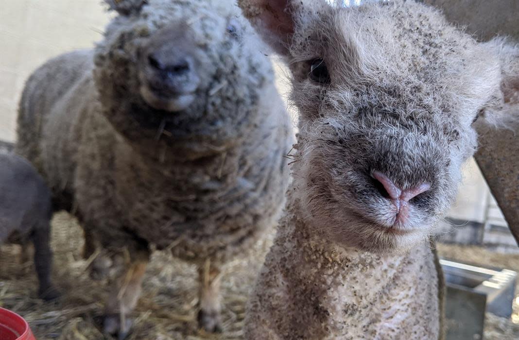 Countryside Workshop: Introduction to Sheep Keeping - Visit the New Forest