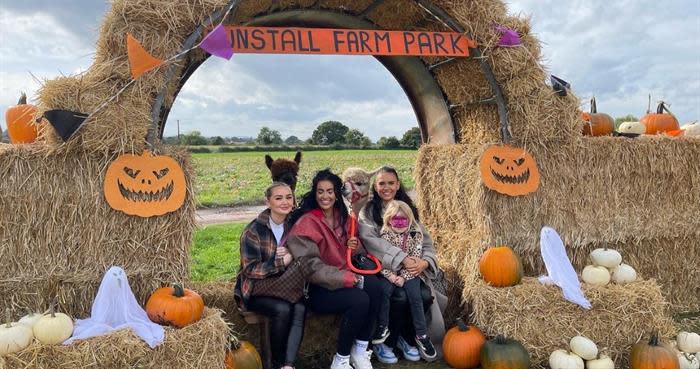 alpacas and pumpkins