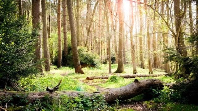 Introduction to Woodland Management - Visit the New Forest