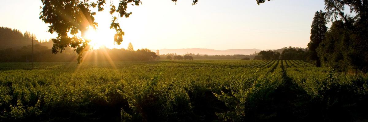 Temecula Sunset Market | Temecula, CA