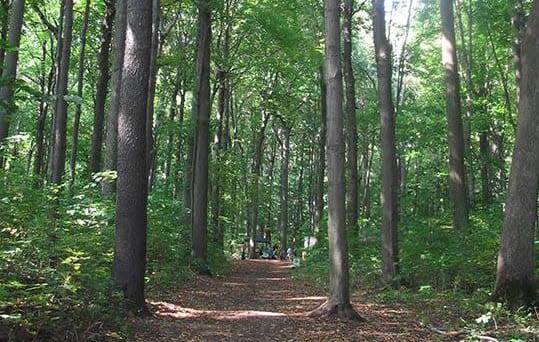 Longwoods Road Conservation Area
