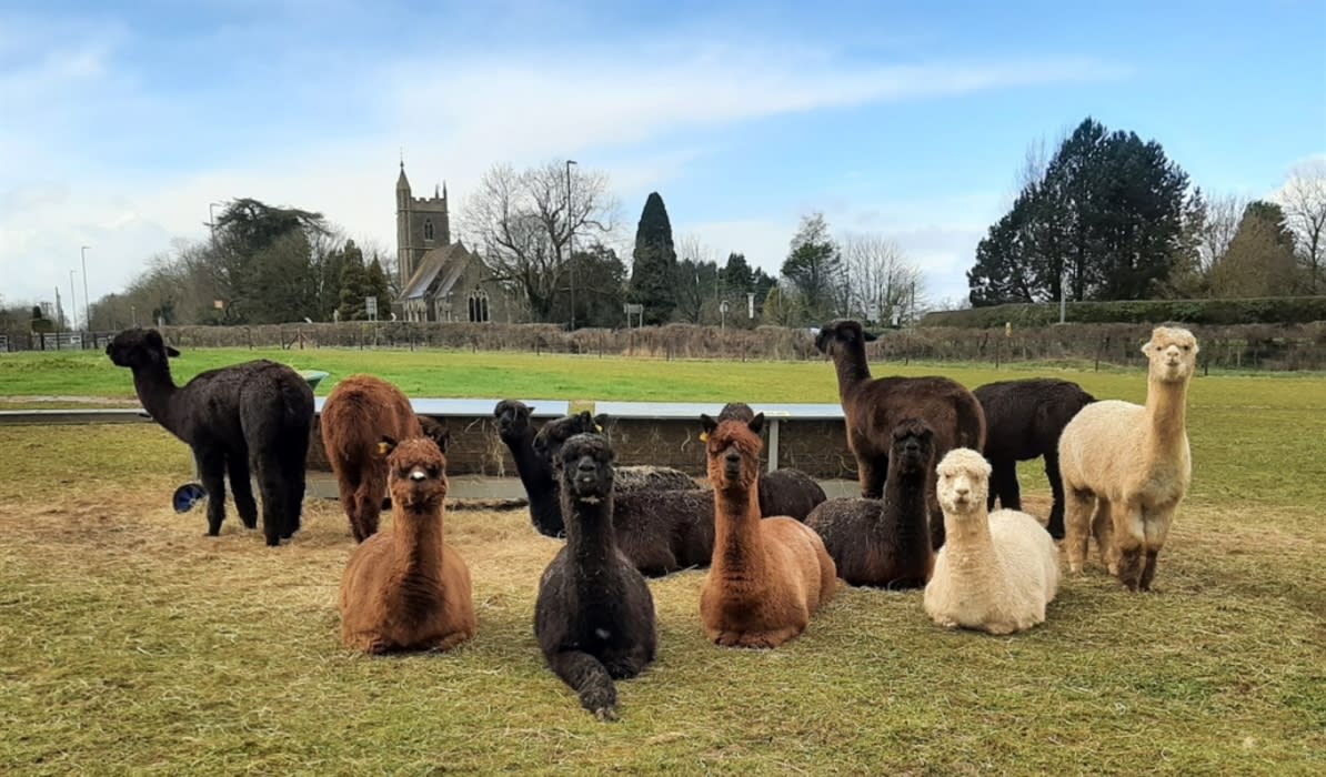 Wolfridge Alpaca Barn