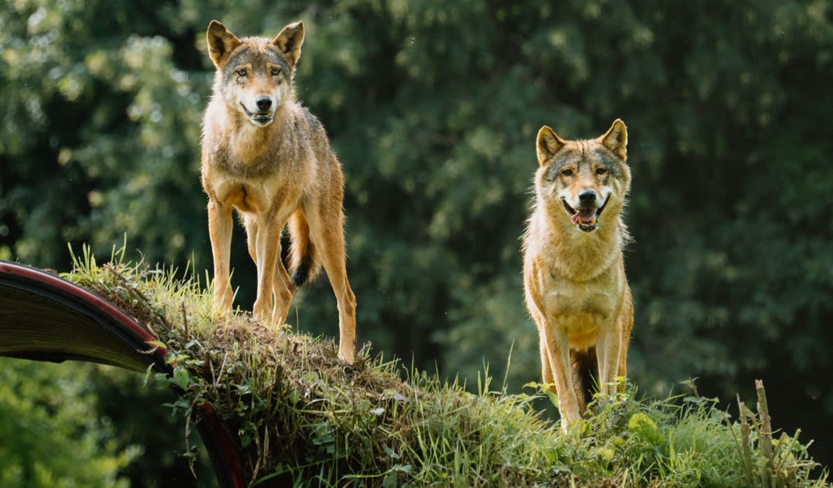 VIP Animal Experiences at Longleat