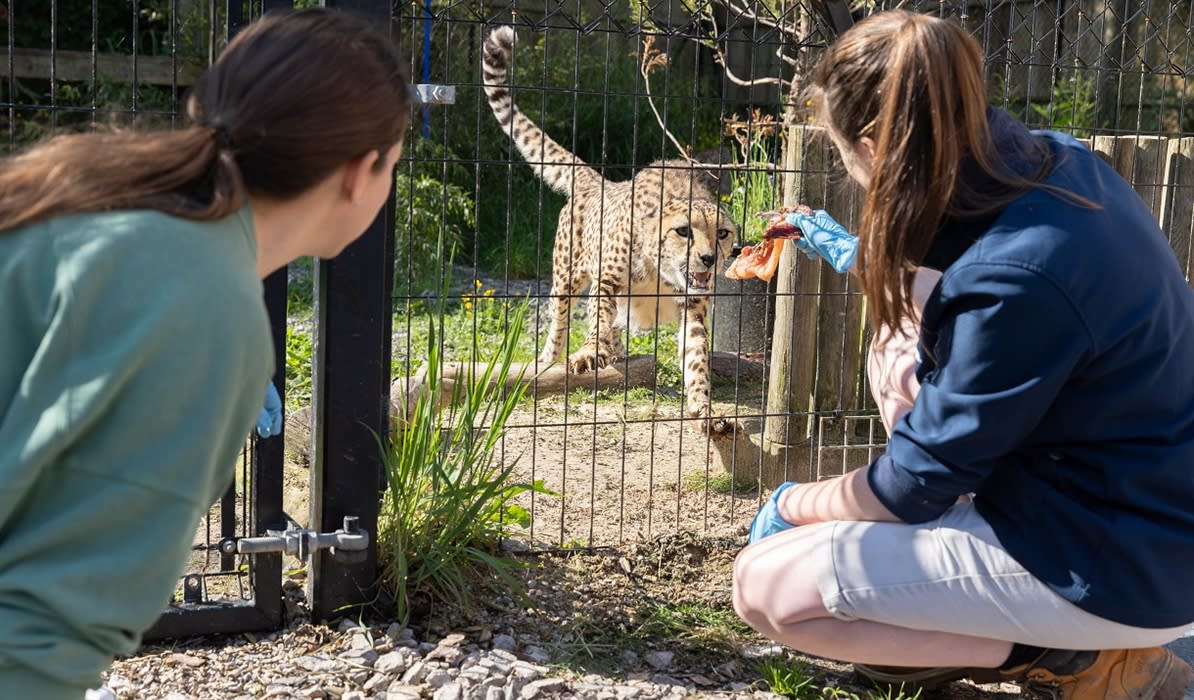 Animal Experiences at Bristol Zoo Project