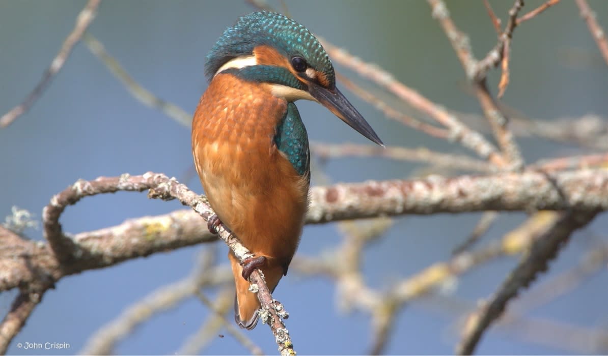 RSPB Ham Wall Nature Reserve