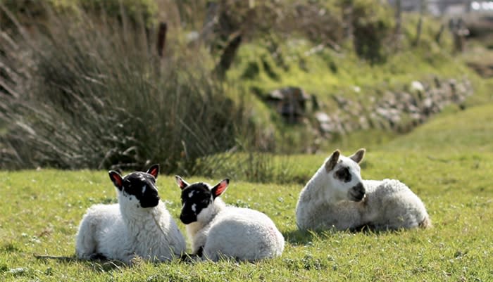 Northam Burrows Country Park - North Devon