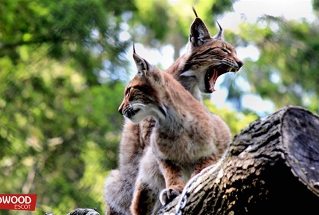 Wildwood Devon's Summer Bonanza - Visit Devon