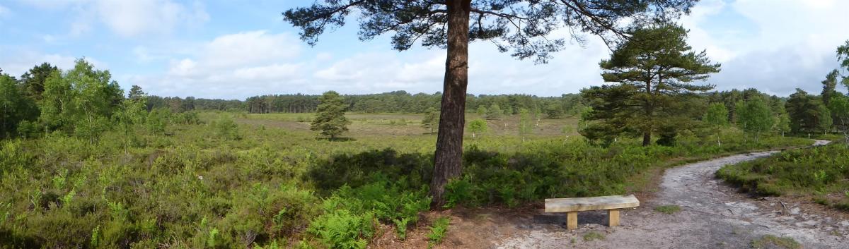 Avon Heath Country Park - Visit Dorset