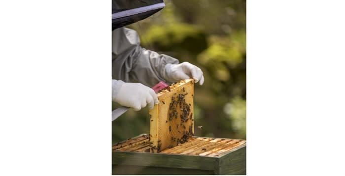 Bee Experience - Cotswolds