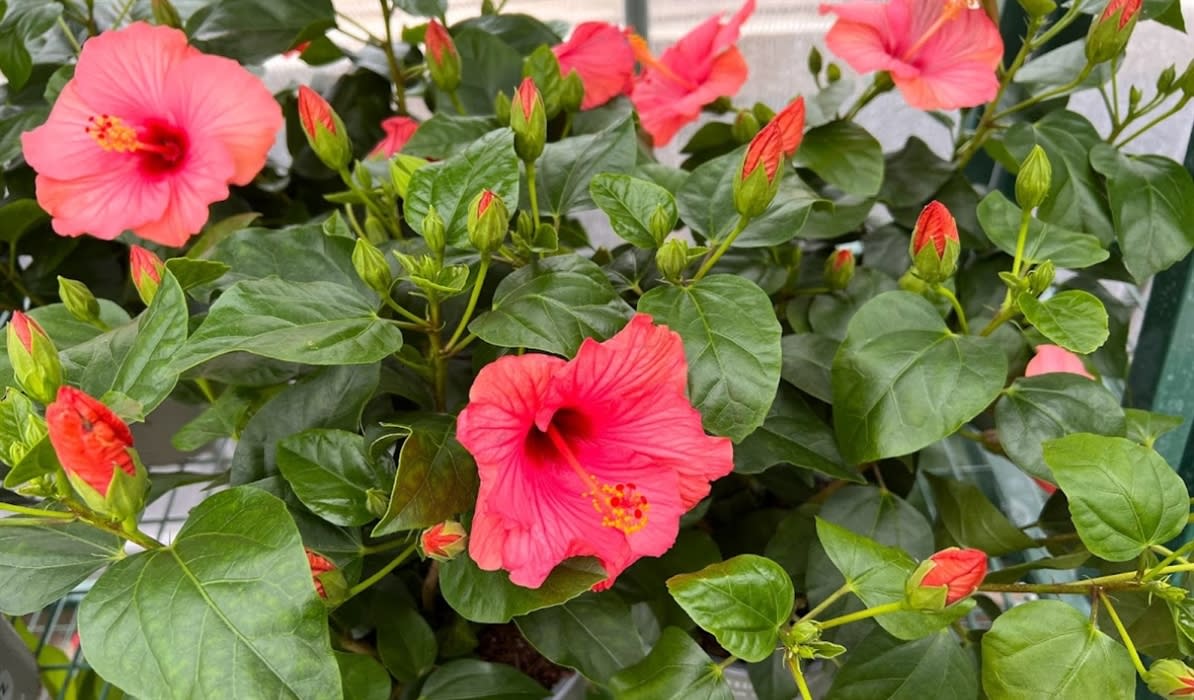 Blaise Plant Nursery