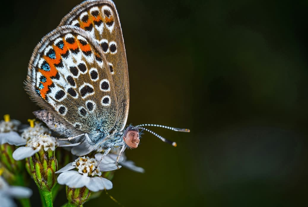 Battle for the Butterflies and Bumblebees - Cotswolds