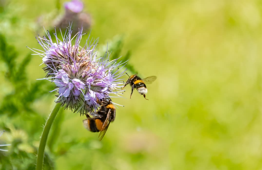 Bee Safari with Jean Vernon - Visit Devon