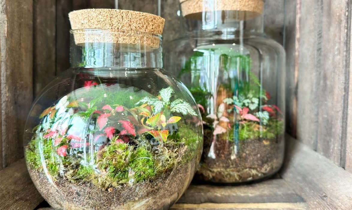 Build Your Own Terrarium with Fancy Plants