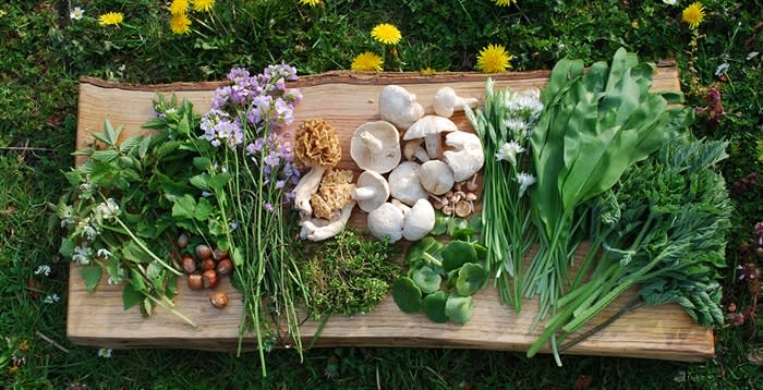 Foraging Walks - Cotswolds