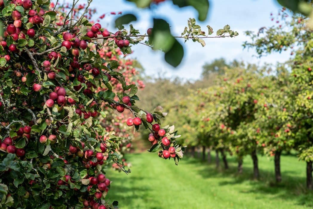 Dorset Nectar Cider Farm and Cider Tour Experiences - Visit Dorset