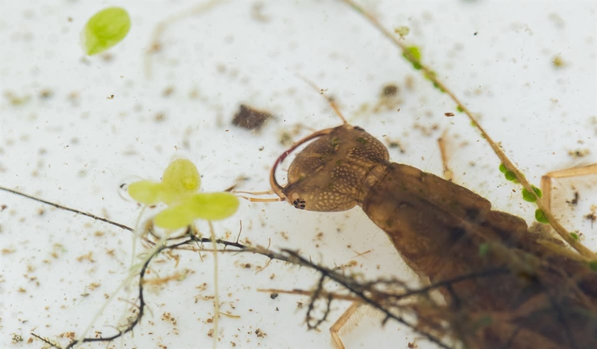 Dragonfly Discovery - Cotswolds