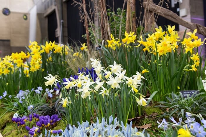 Spring Flower Show - Visit Devon