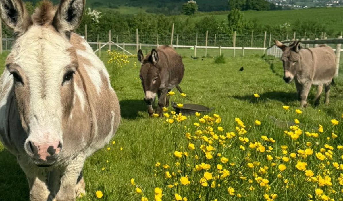 Chew Valley Animal Park