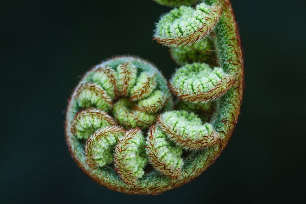 Fern Identification - Visit Devon