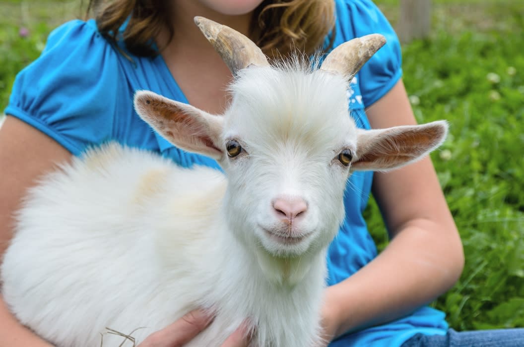 The Mole Farmyard - Visit Devon