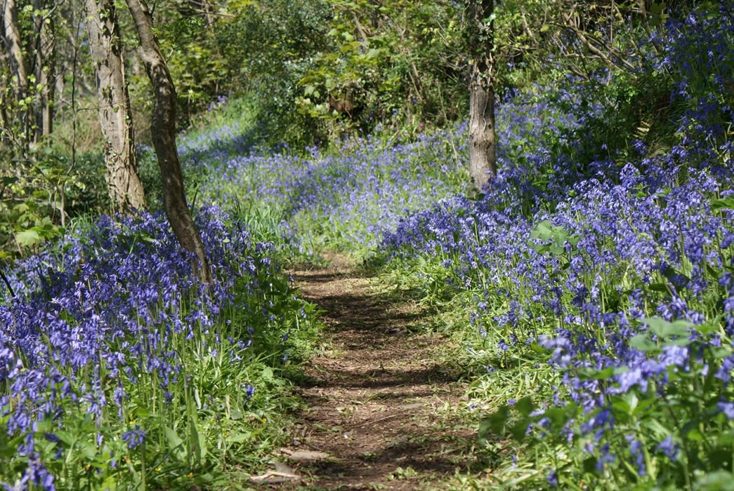 Bluebell Sunday - Visit Devon