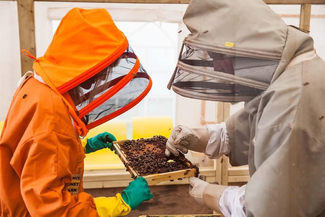 An Hour with the Bees - Visit Devon