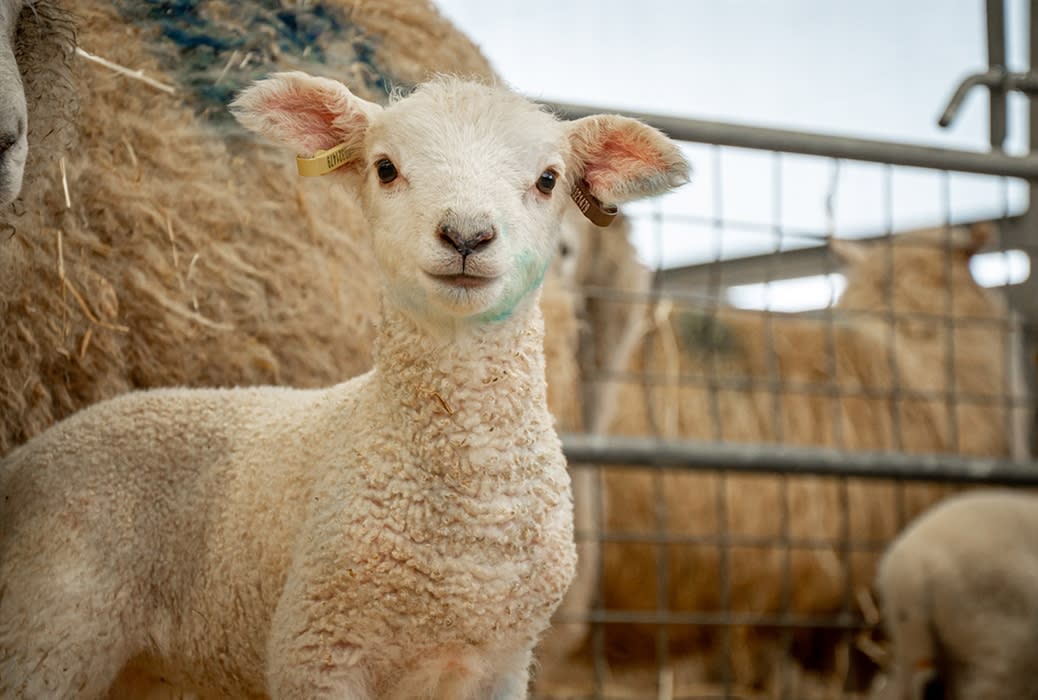 Live Lambing & Kidding - Cotswolds