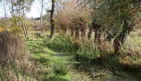 Lawrence Weston Moor Nature Reserve
