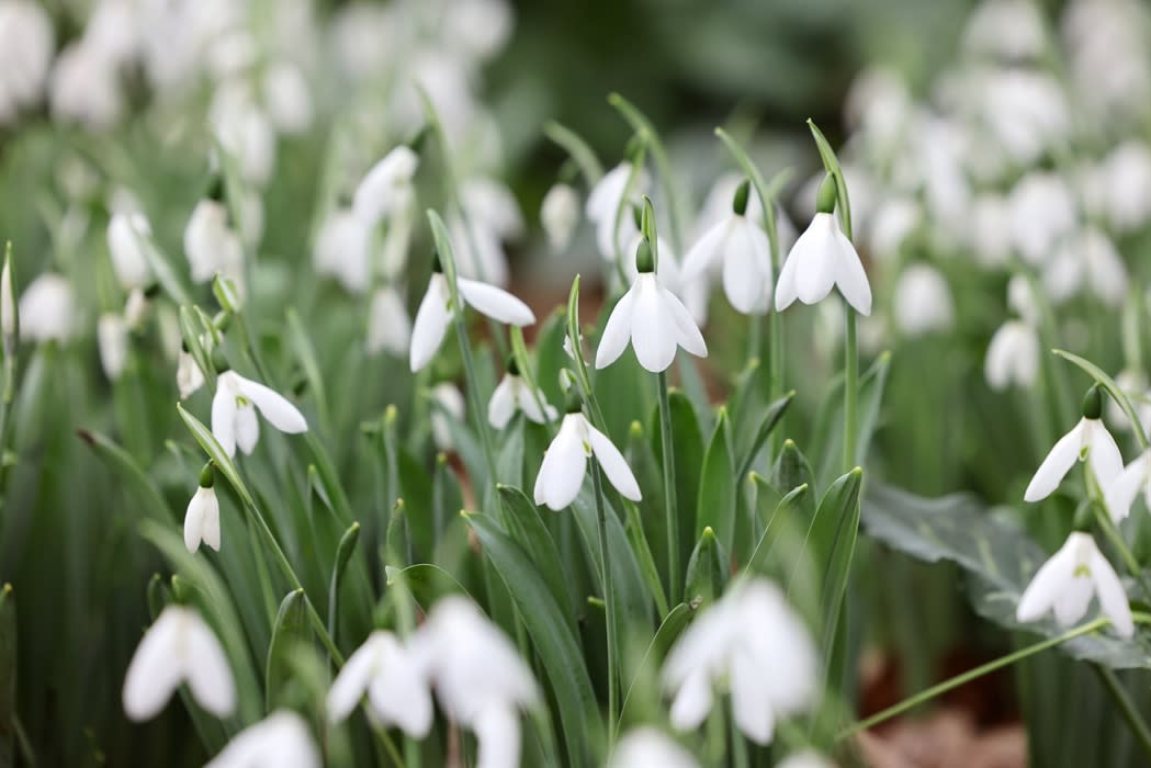 Celebration of Snowdrops - Visit Devon