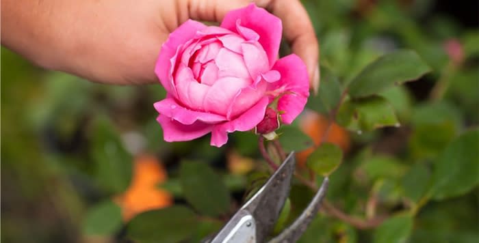 Rose Pruning Workshop with David Austin Roses - Cotswolds