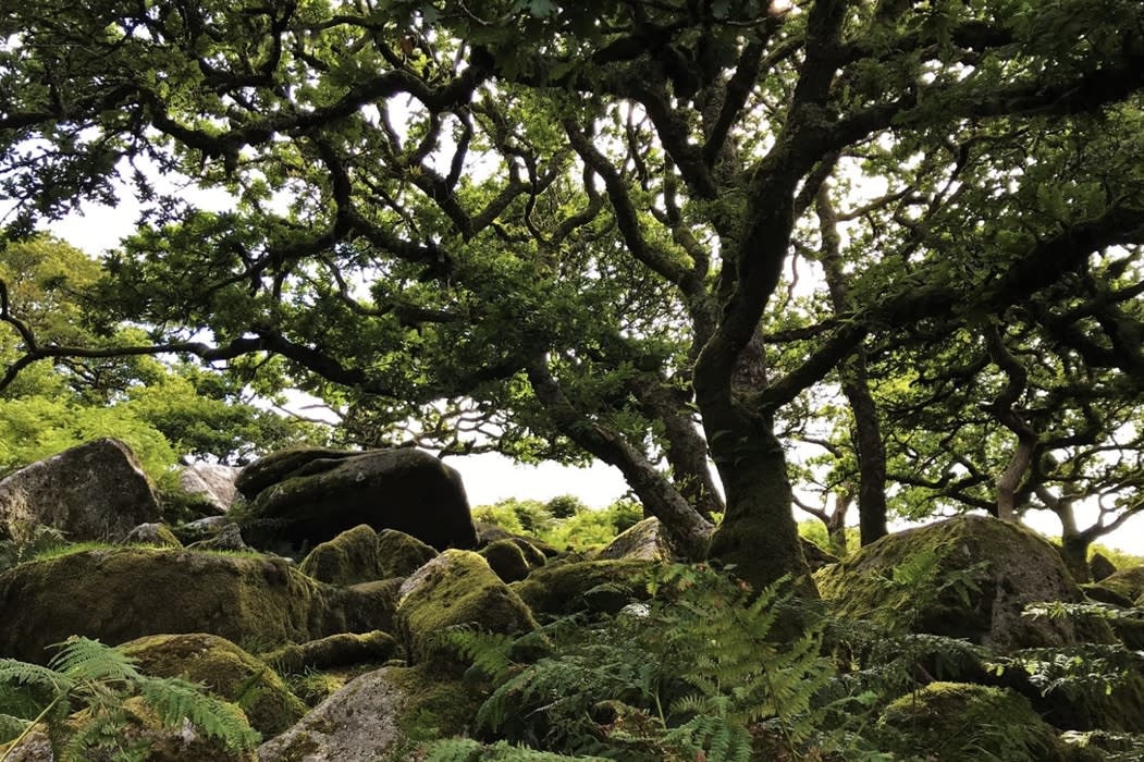 Wistman's Wood