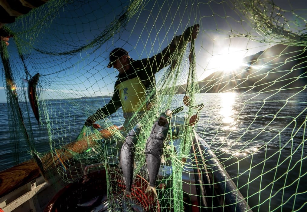 Herring Festival - Visit Devon