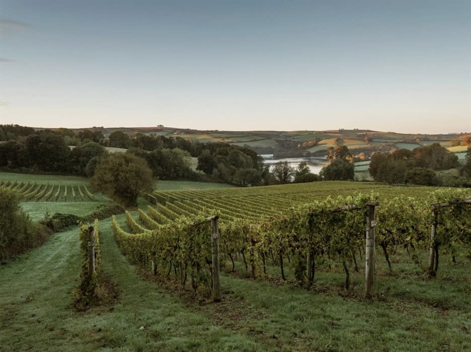 Sandridge Barton Wines