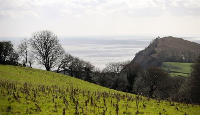 Guided Tree Walk led by Sidmouth Museum - Visit Devon
