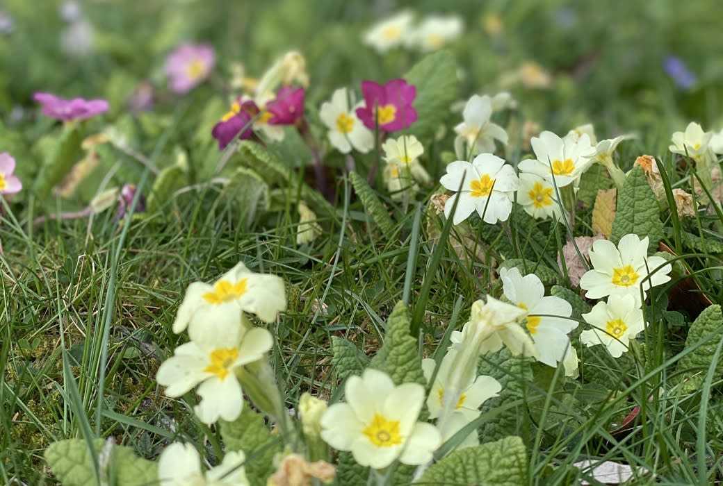 Easter Garden Opening - Visit Devon