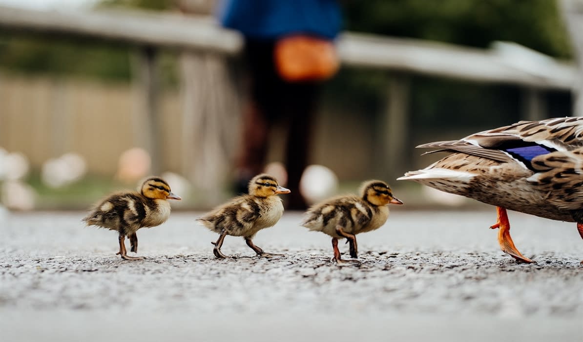 Spring Wildlife Photography - Cotswolds