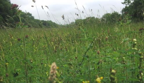 Tickenham Hill Nature Reserve