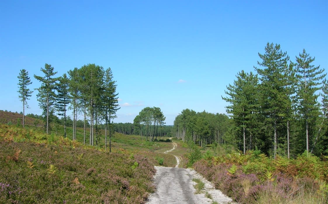 Wareham Forest Way - Visit Dorset
