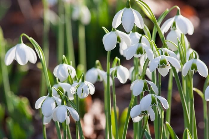Celebration of Snowdrops - Visit Devon