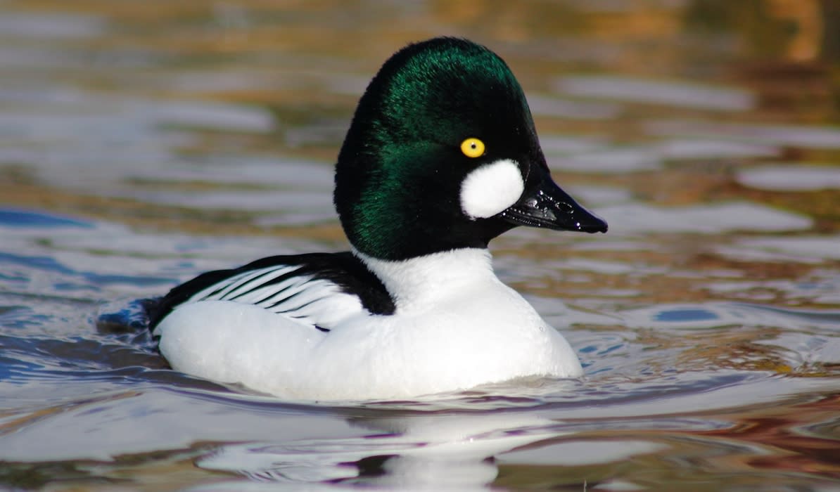 Wildlife Photography for Beginners - Cotswolds