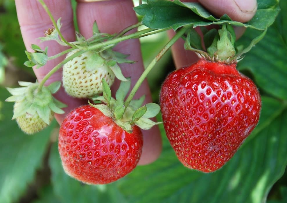 Primrose Vale Farm Shop and PYO